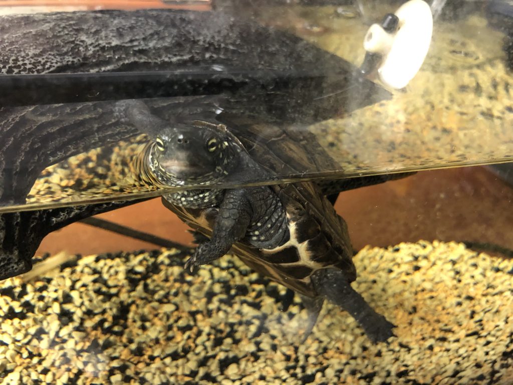 tatol | 株式会社ナチュレ